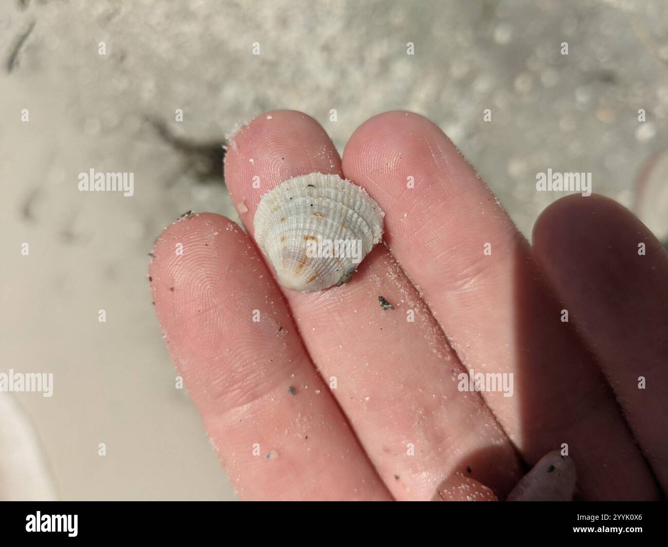 Cross-barred Venus (Chione elevata Stock Photo - Alamy