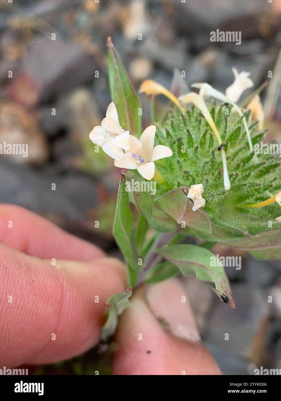 grand collomia (Collomia grandiflora Stock Photo - Alamy