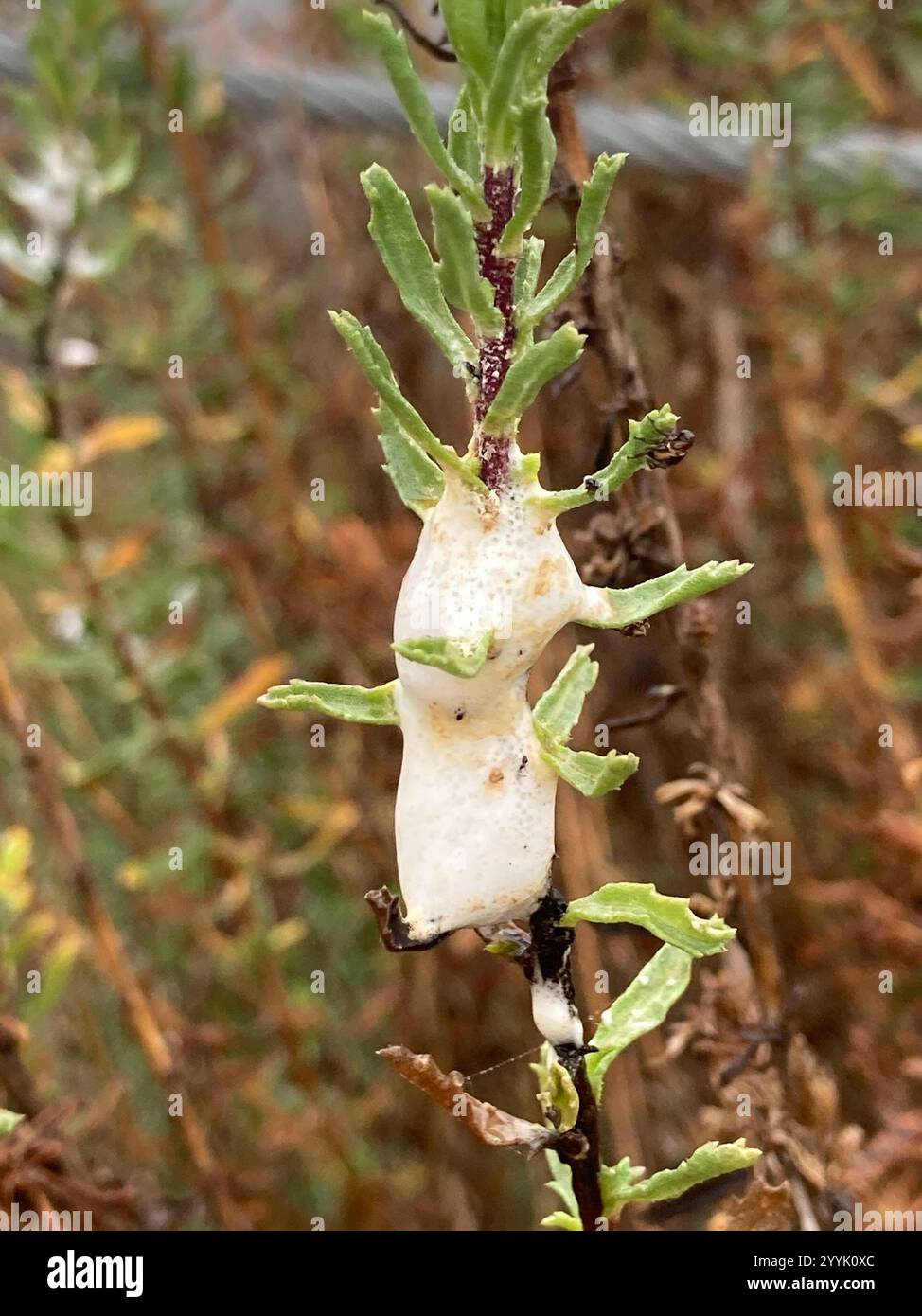 True Spittlebugs (Aphrophoridae Stock Photo - Alamy