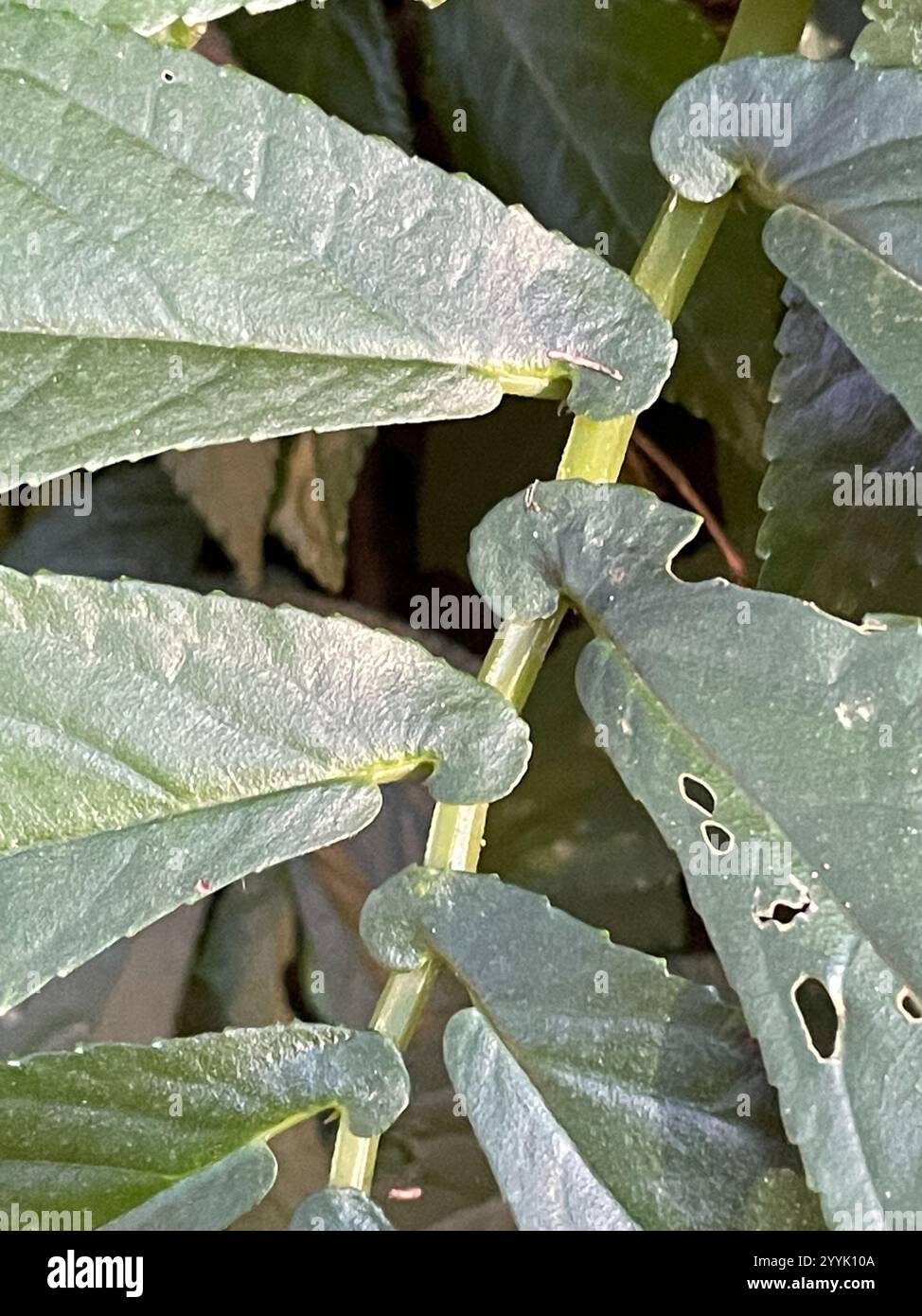Rainforest Spinach (Elatostema reticulatum Stock Photo - Alamy