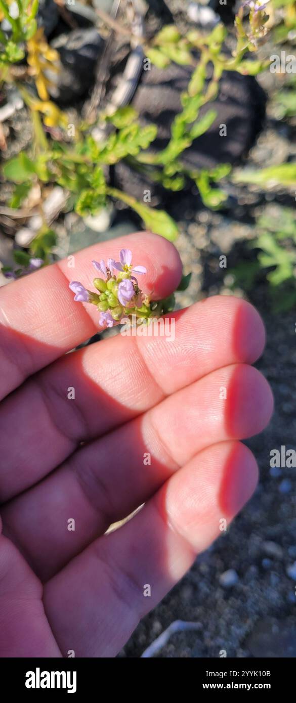 Edentula hi-res stock photography and images - Alamy
