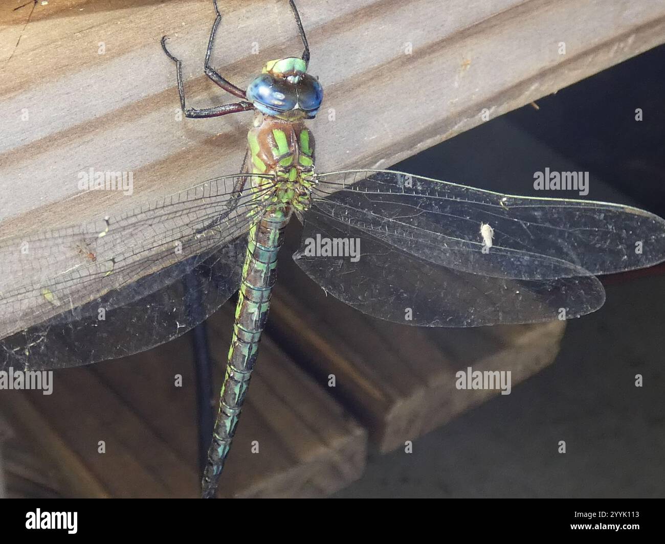 Cyrano Darner (Nasiaeschna pentacantha Stock Photo - Alamy