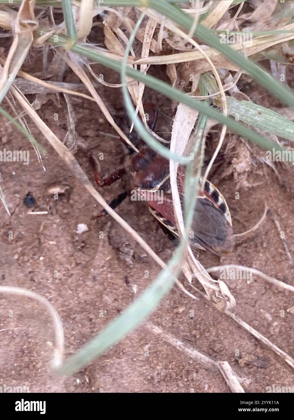 Plains Bee Assassin (Apiomerus spissipes Stock Photo - Alamy