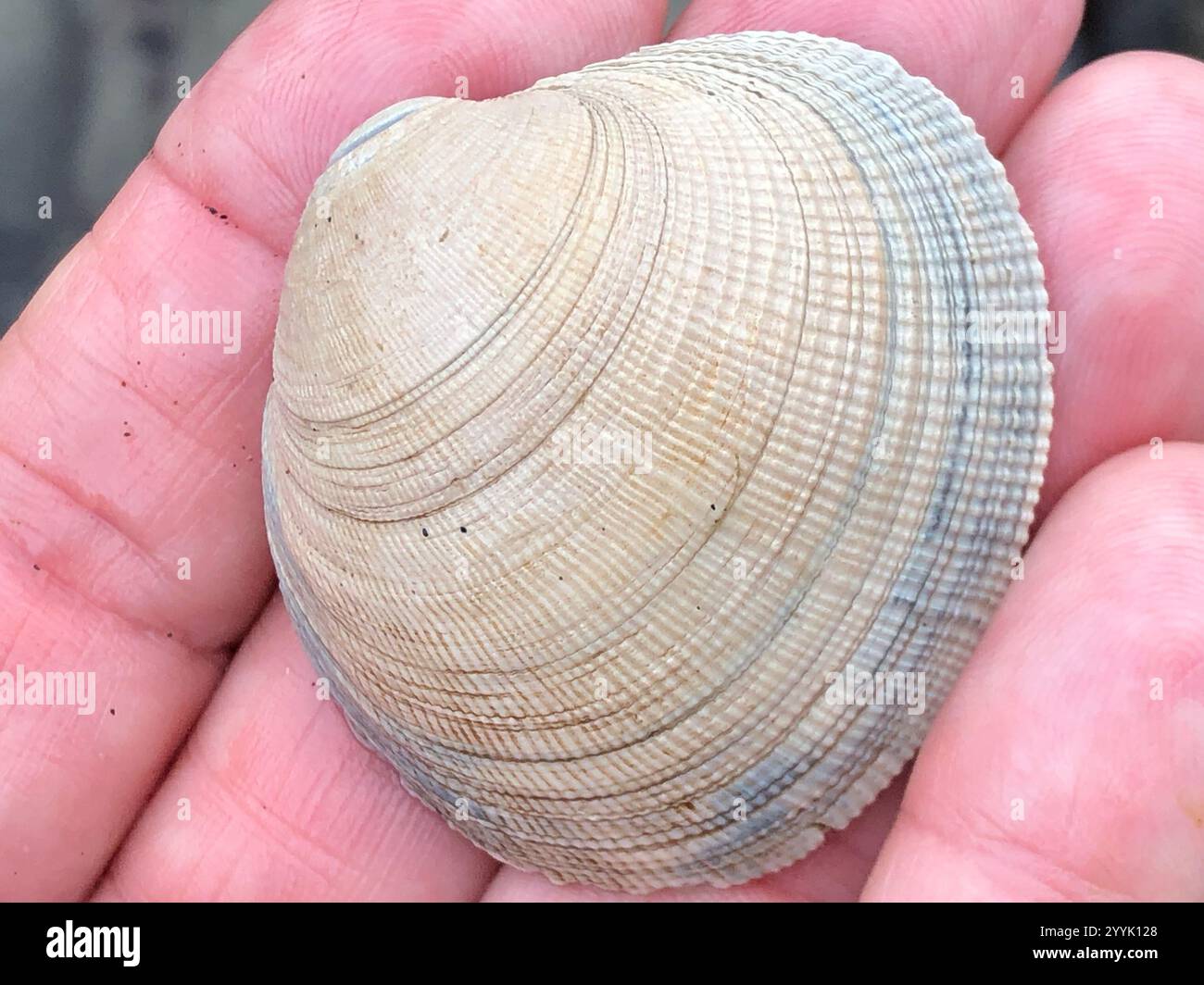 Pacific Littleneck Clam (Leukoma staminea Stock Photo - Alamy