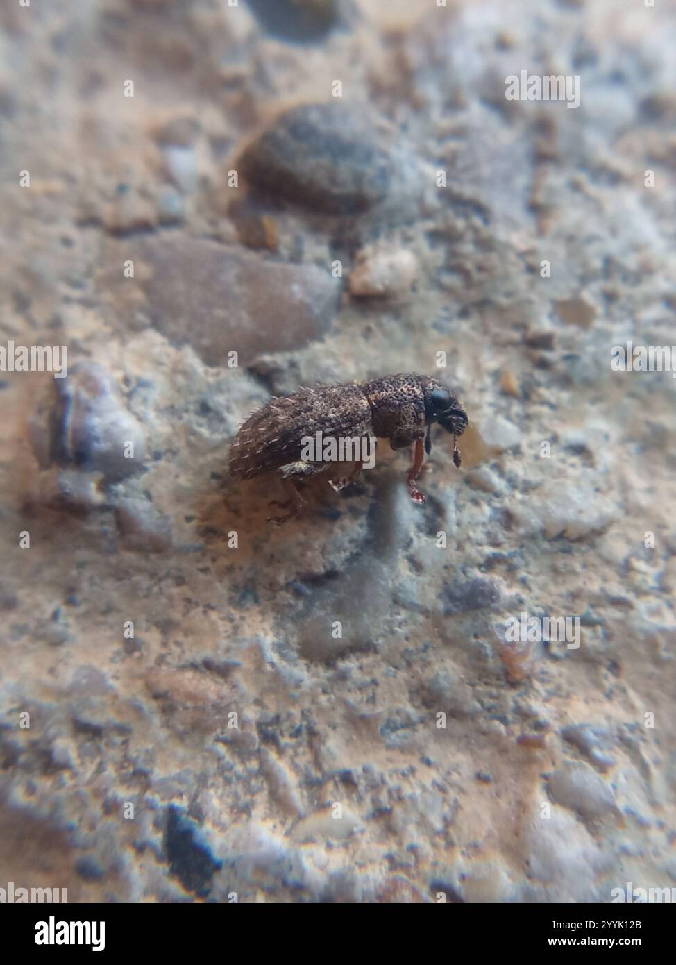 Clover Weevil (Sitona hispidulus Stock Photo - Alamy