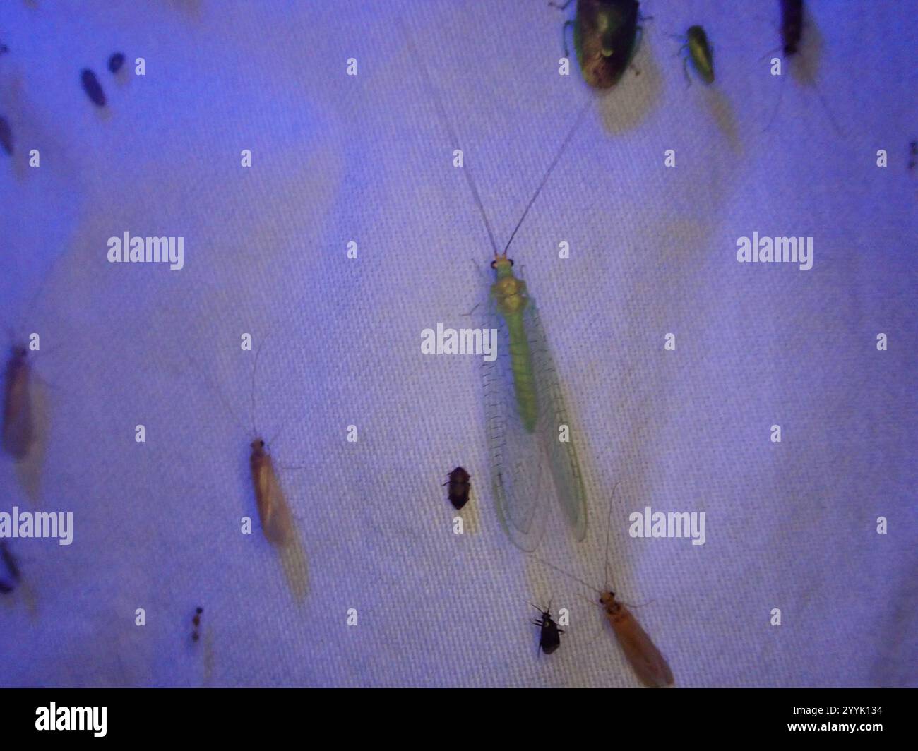 Lichen-carrying Green Lacewing (Leucochrysa pavida Stock Photo - Alamy