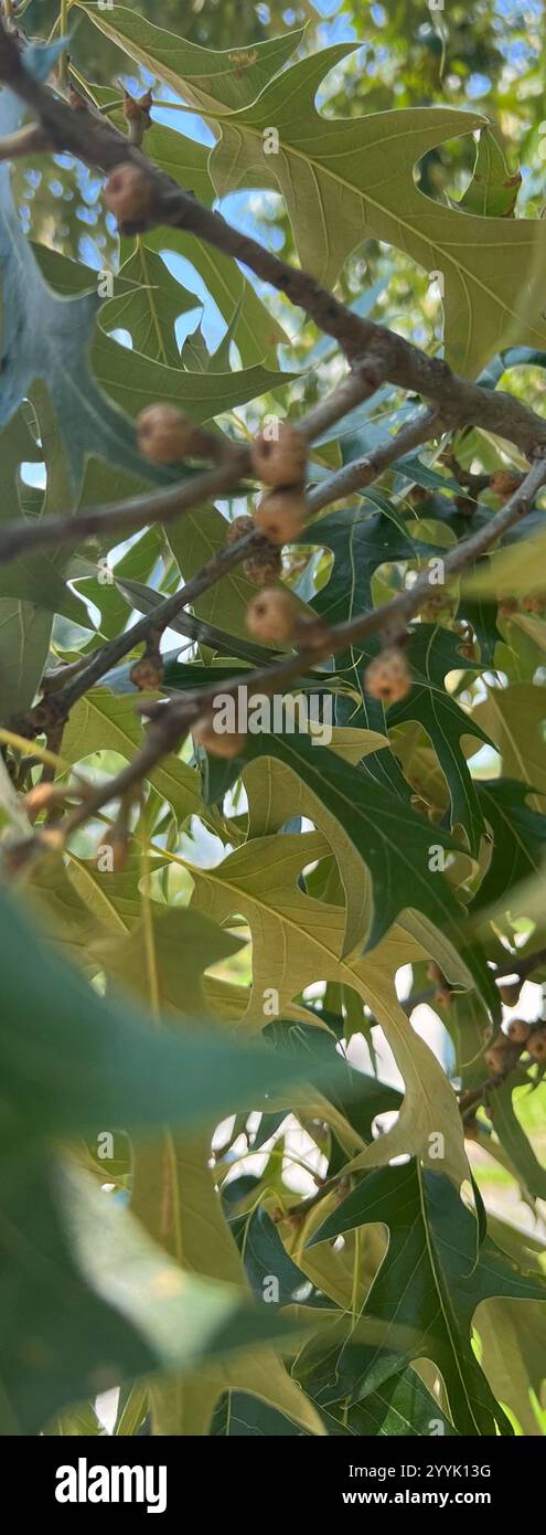 southern red oak (Quercus falcata Stock Photo - Alamy