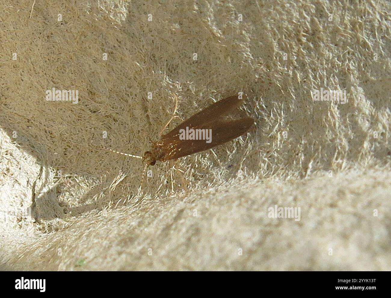 Net Tube Caddisflies (Psychomyiidae Stock Photo - Alamy