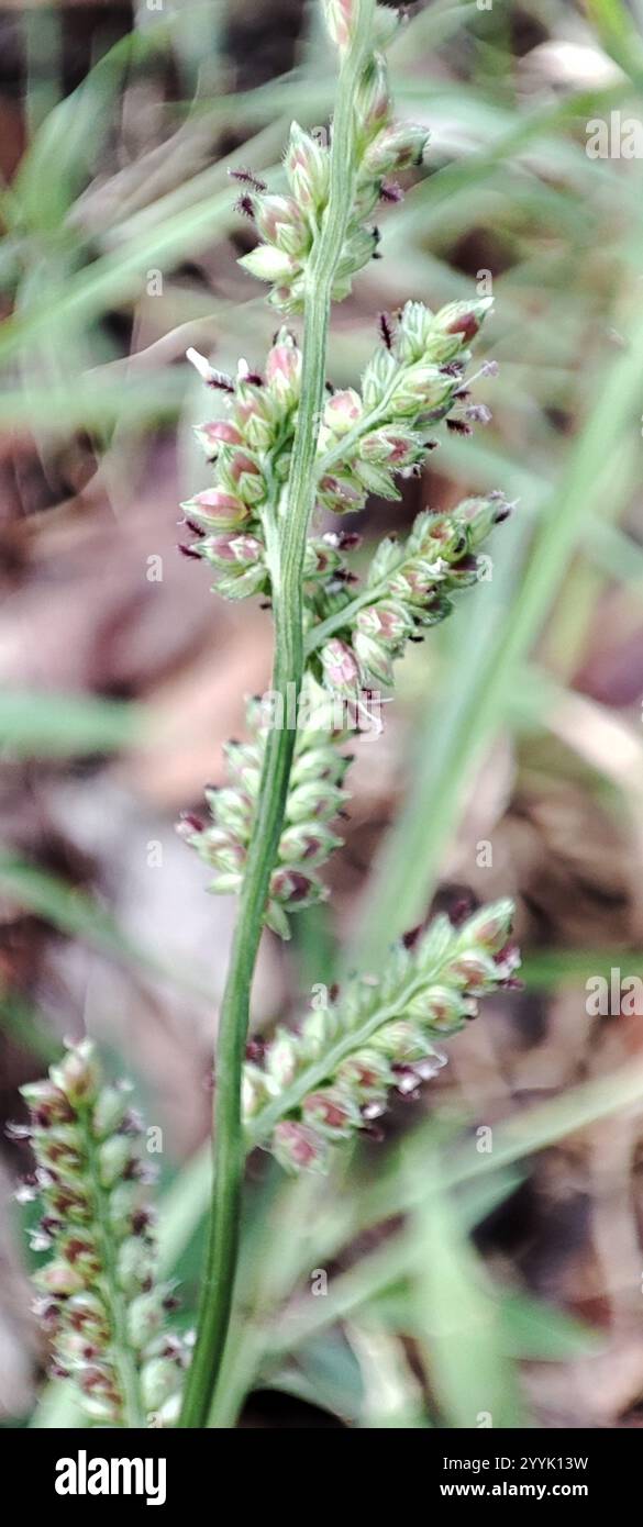 Jungle Rice (Echinochloa colonum Stock Photo - Alamy