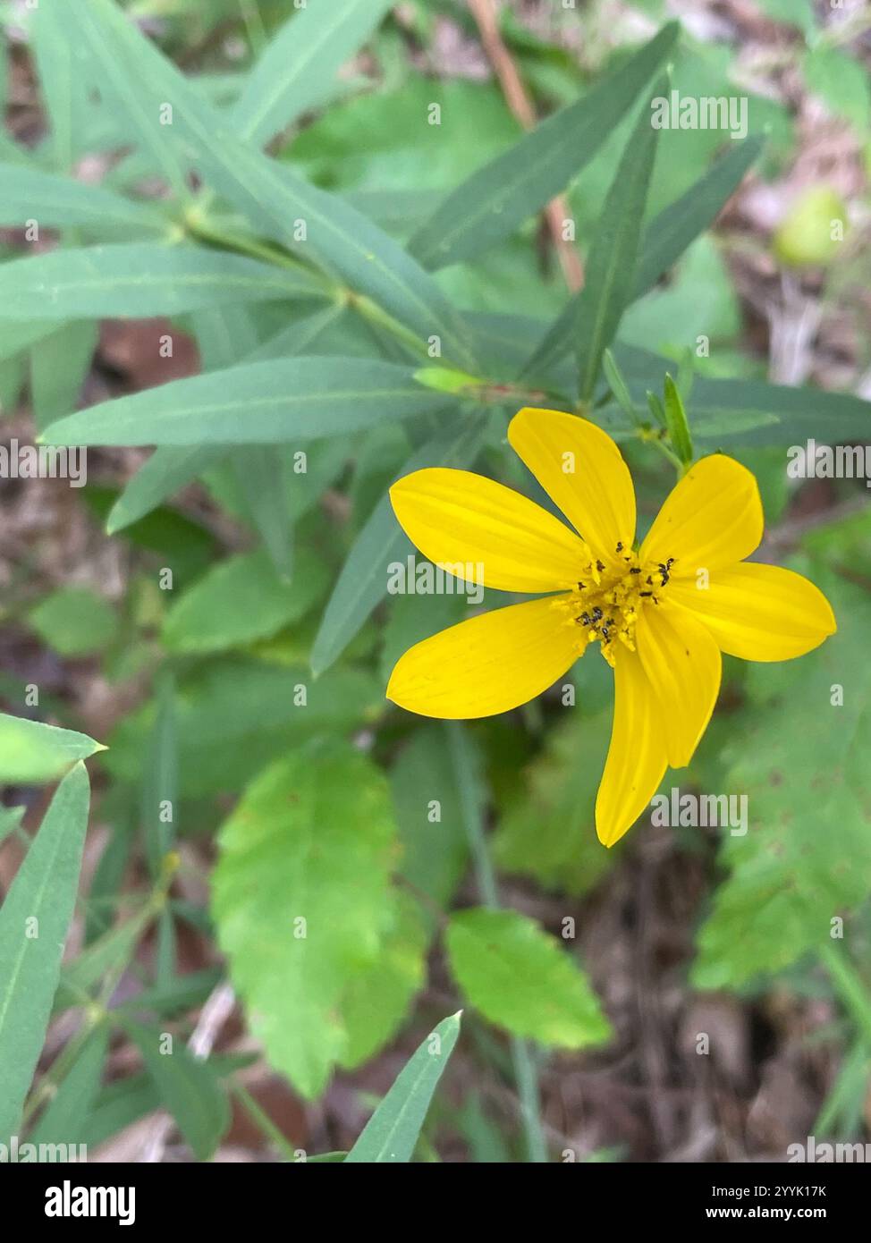 Greater Tickseed (Coreopsis major Stock Photo - Alamy