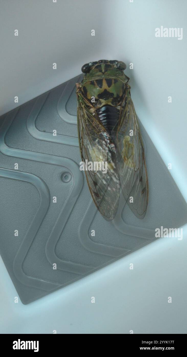 Scissor Grinder (Neotibicen pruinosus Stock Photo - Alamy
