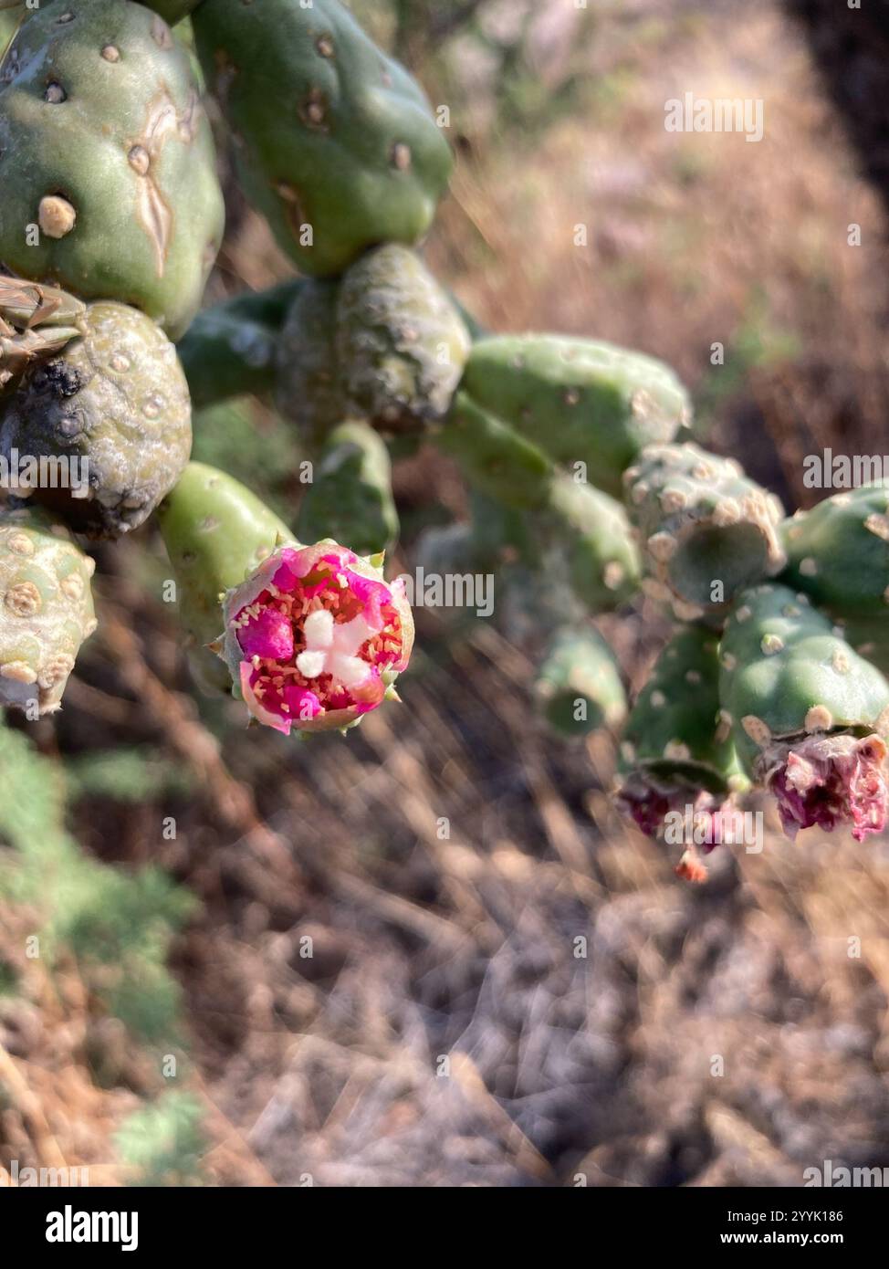 Chain-fruit Cholla (Cylindropuntia fulgida Stock Photo - Alamy