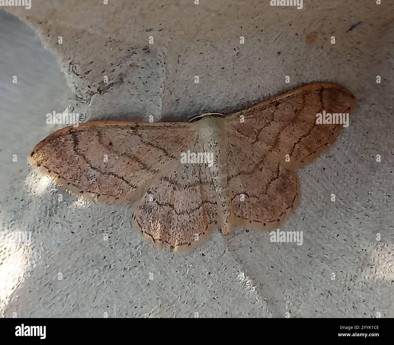 Riband Wave (Idaea aversata Stock Photo - Alamy