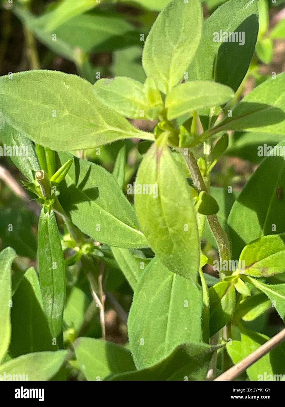 Blue Curls (Trichostema dichotomum Stock Photo - Alamy