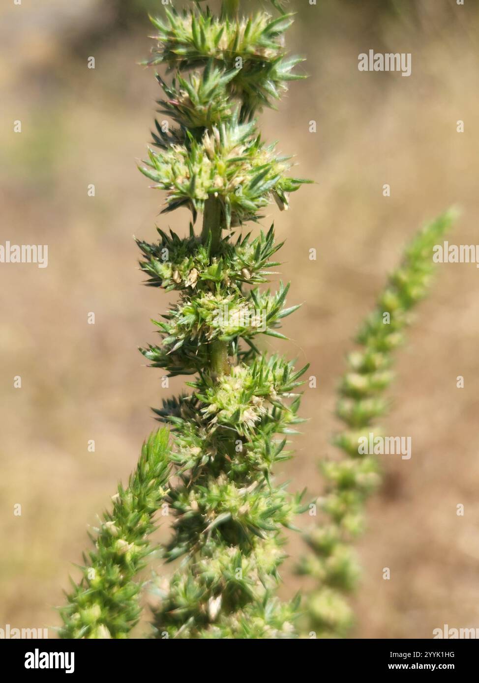Palmer's Amaranth (Amaranthus palmeri Stock Photo - Alamy