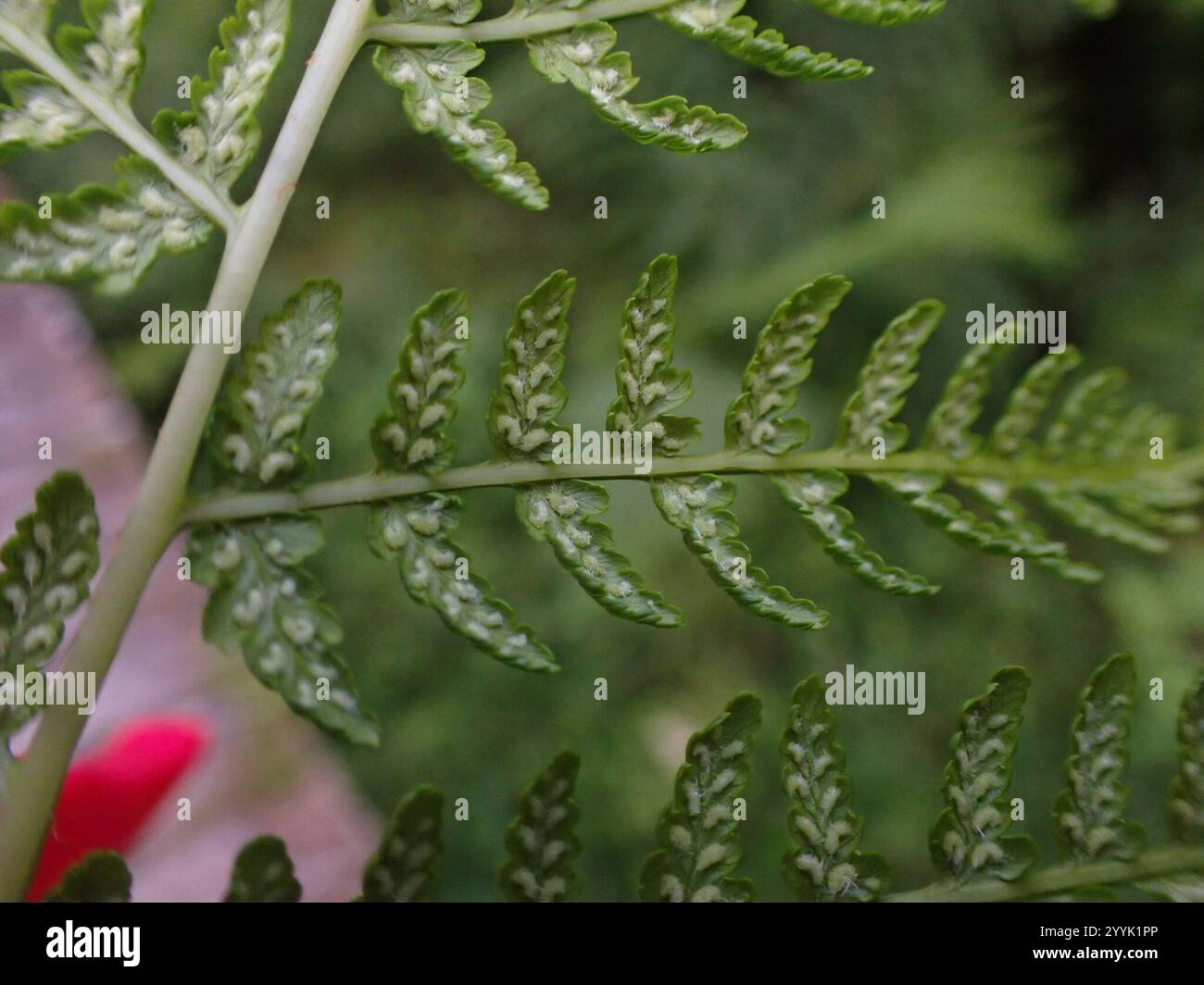 lady fern (Athyrium filix-femina Stock Photo - Alamy