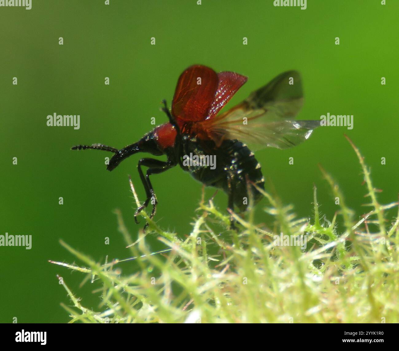 Merhynchites wickhami hi-res stock photography and images - Alamy