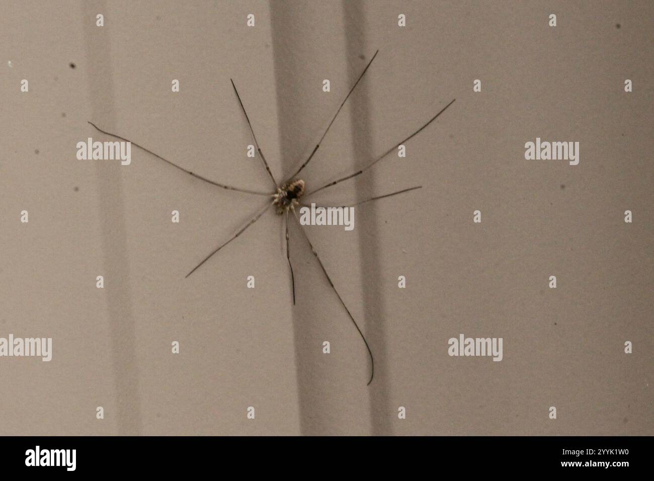 European Harvestman (Phalangium opilio Stock Photo - Alamy