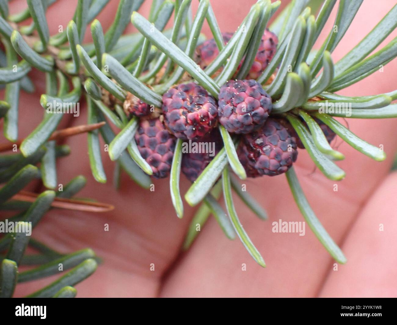 subalpine fir (Abies lasiocarpa Stock Photo - Alamy