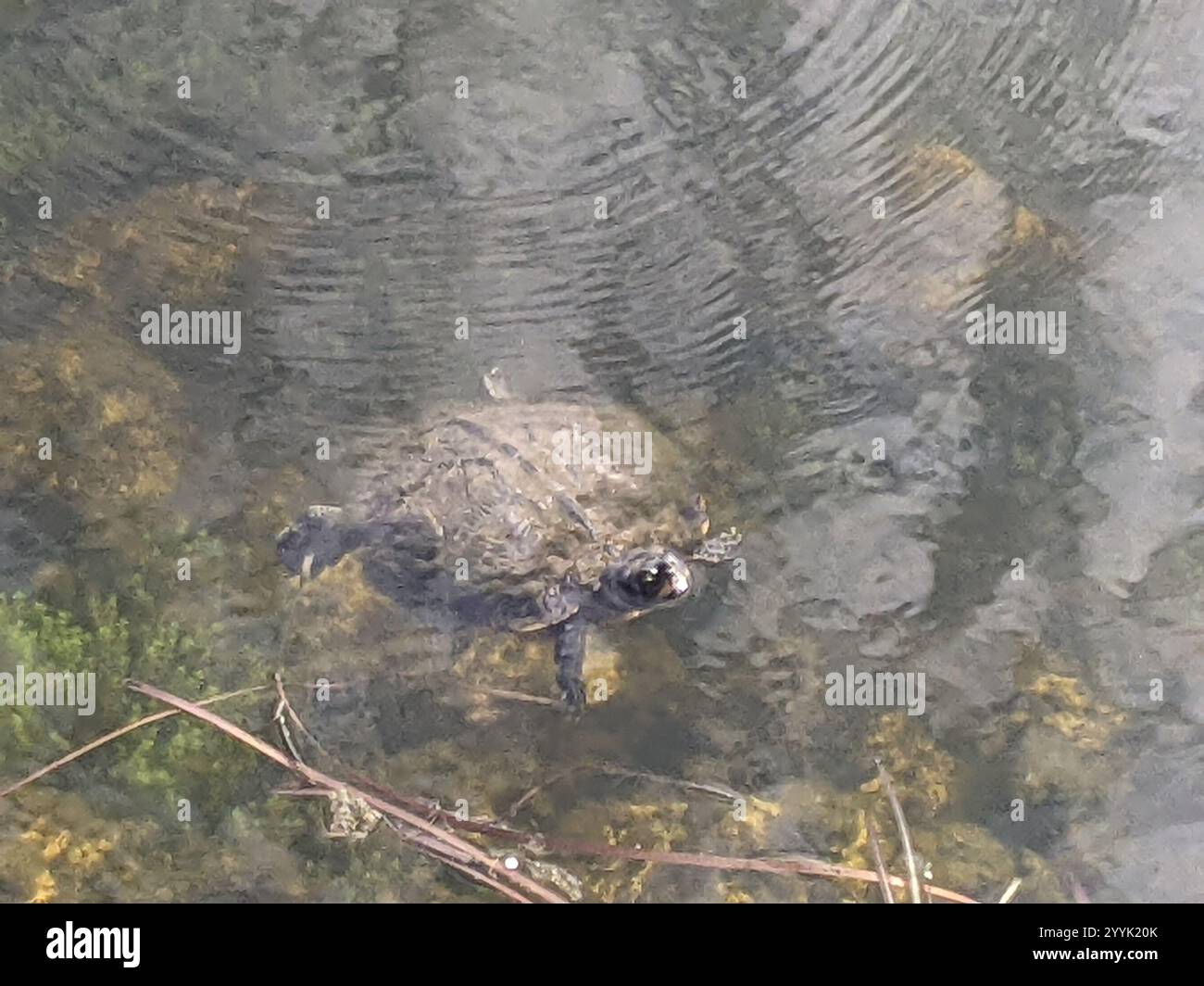 Pond Slider (Trachemys scripta Stock Photo - Alamy