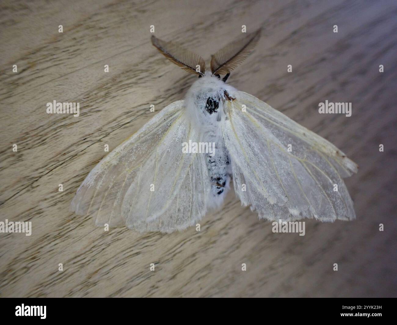 White Satin Moth (Leucoma salicis Stock Photo - Alamy