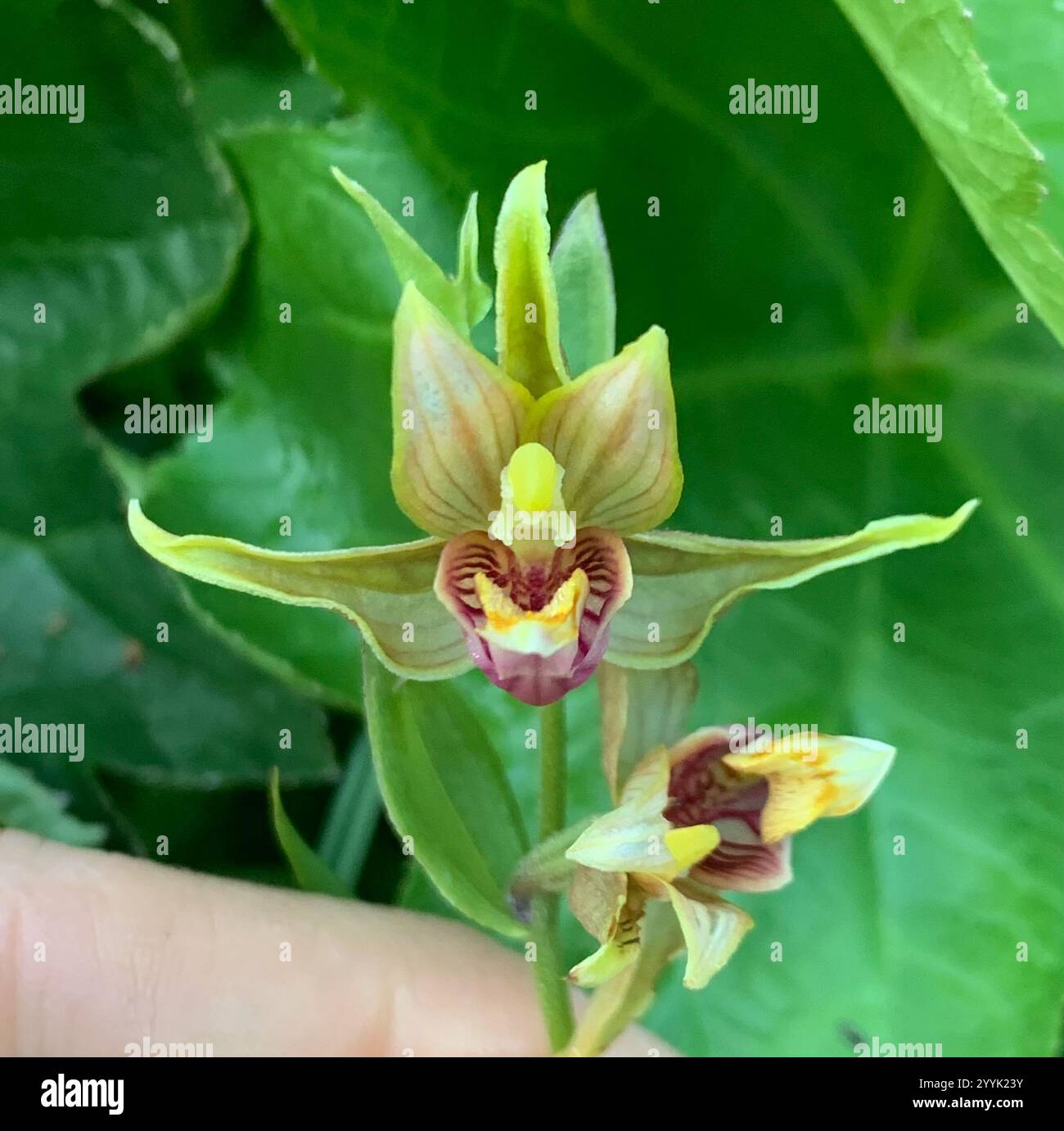 Epipactis gigantea hi-res stock photography and images - Alamy