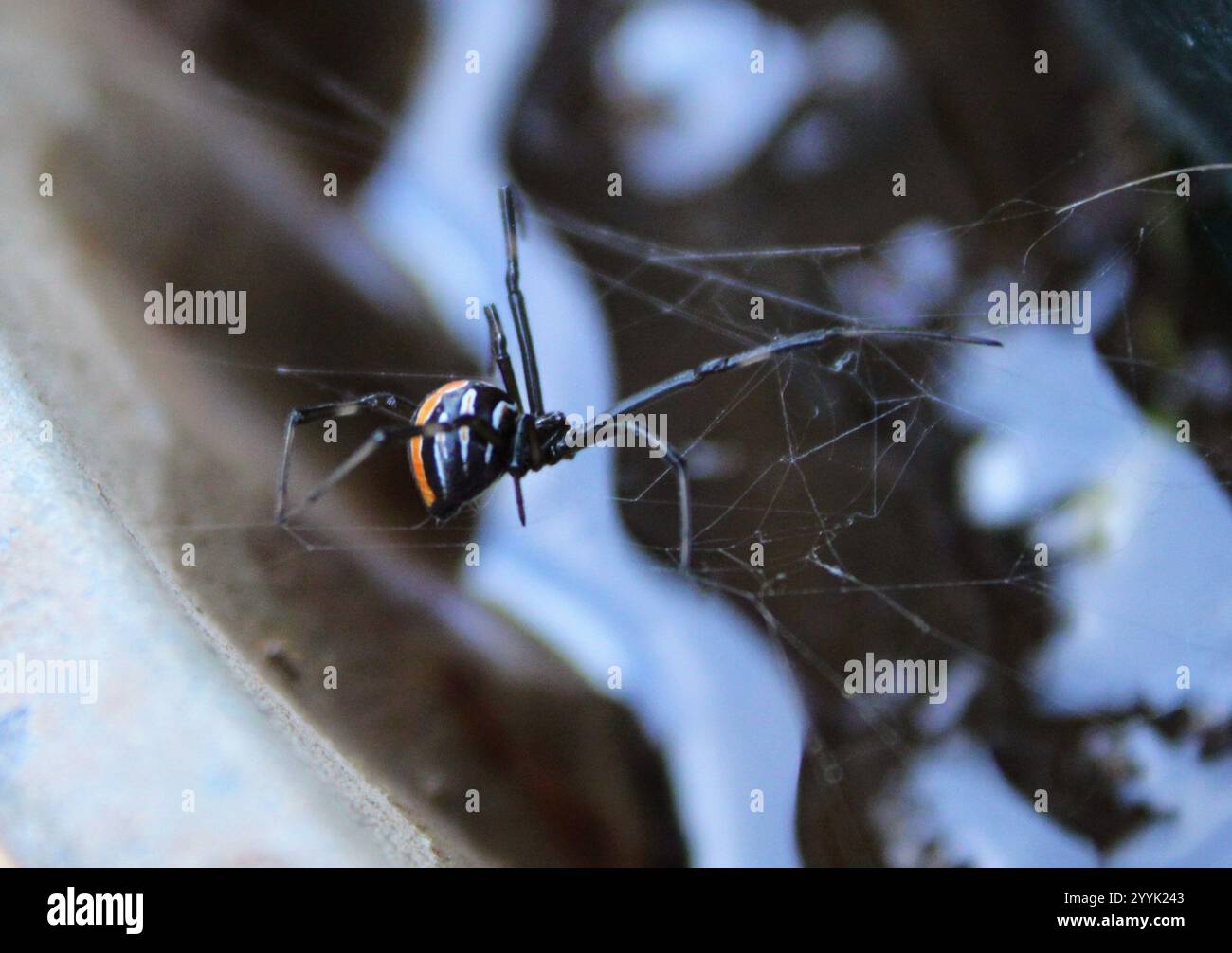 Widow Spiders (Latrodectus Stock Photo - Alamy