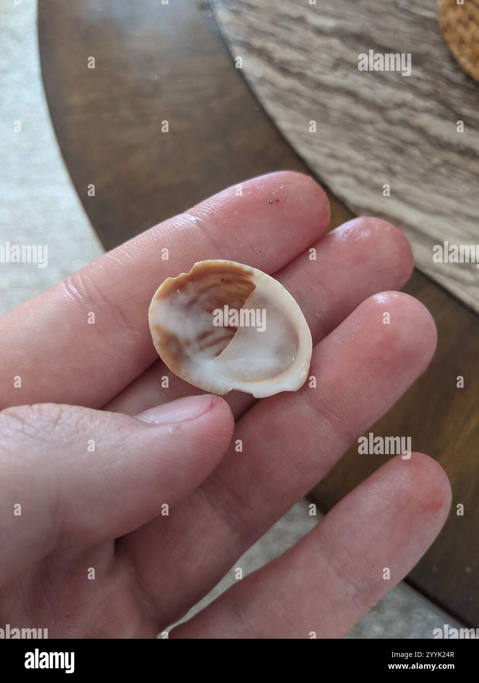 Common Atlantic Slippersnail (Crepidula fornicata Stock Photo - Alamy