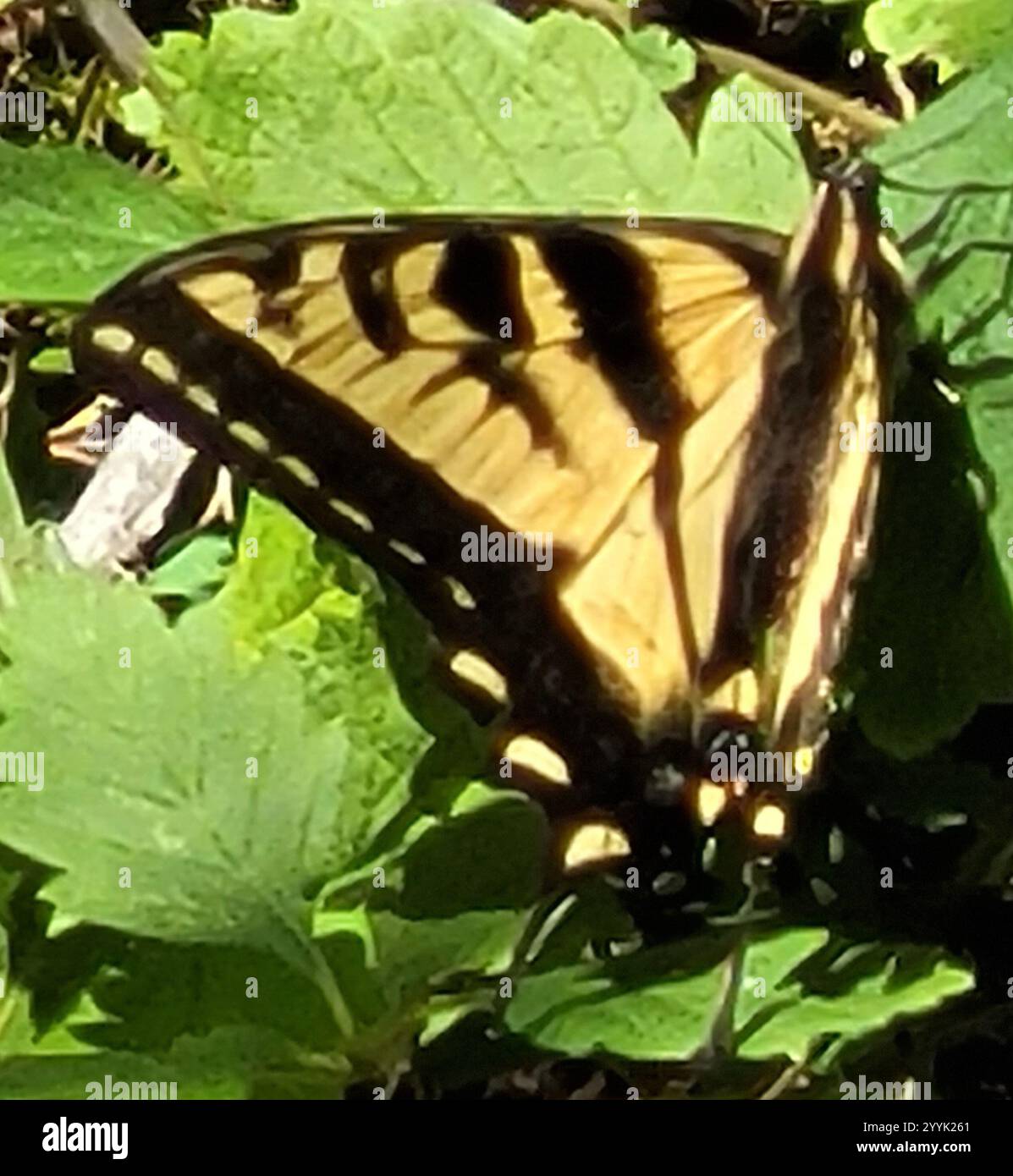 Western Tiger Swallowtail (Papilio rutulus Stock Photo - Alamy