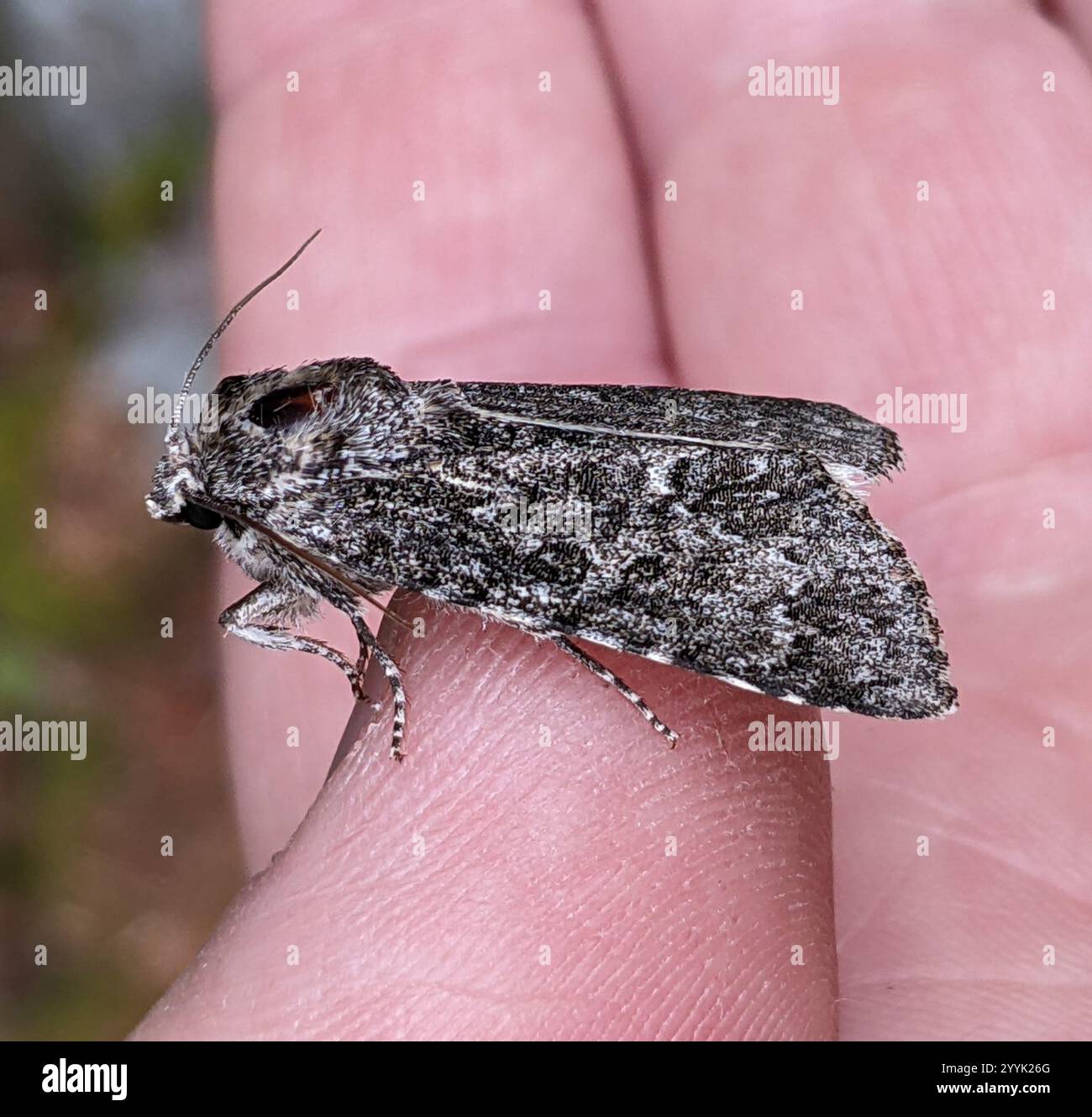 Powdered Dagger (Acronicta impleta Stock Photo - Alamy