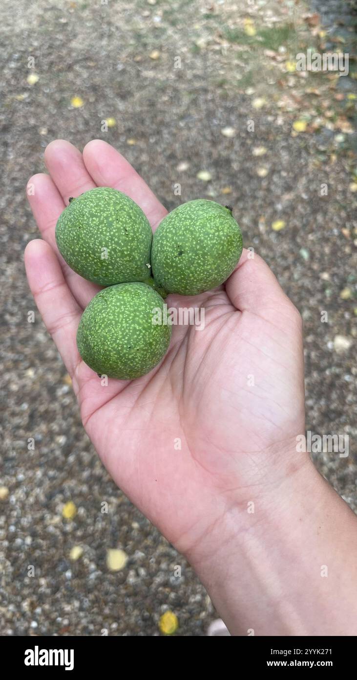 Persian walnut (Juglans regia Stock Photo - Alamy