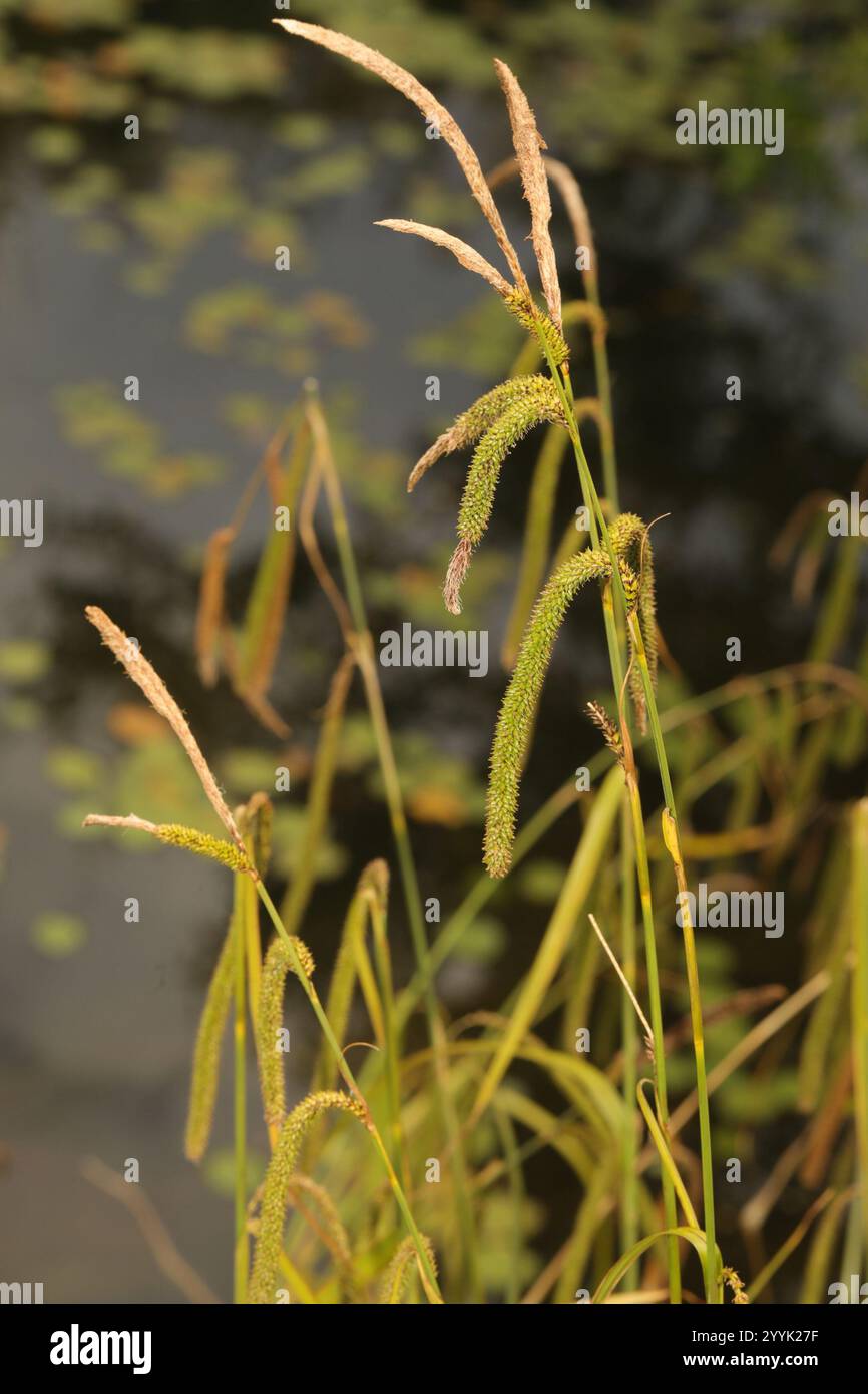 Hanging sedge (Carex pendula Stock Photo - Alamy