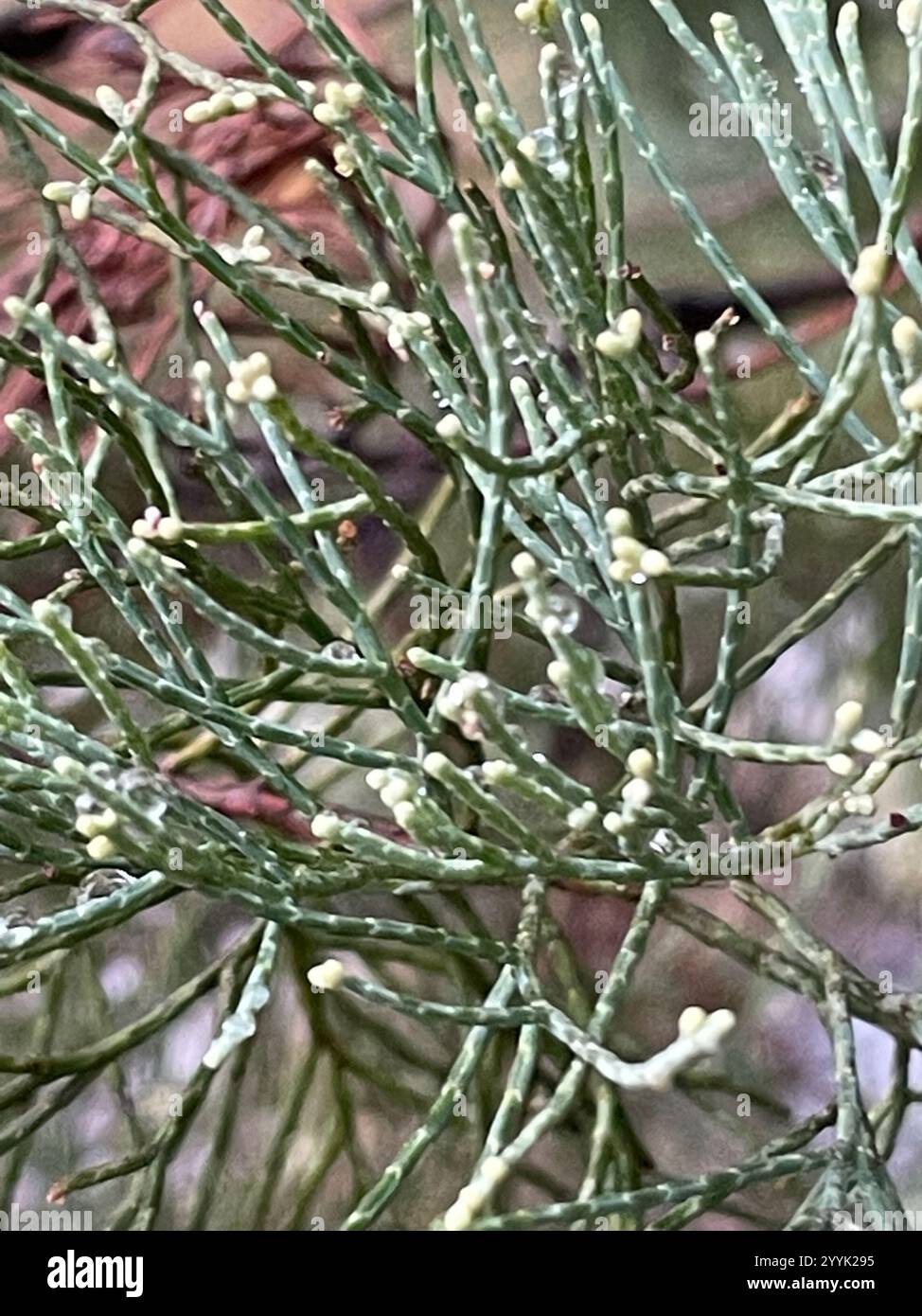 White Cypress-pine (Callitris glaucophylla Stock Photo - Alamy