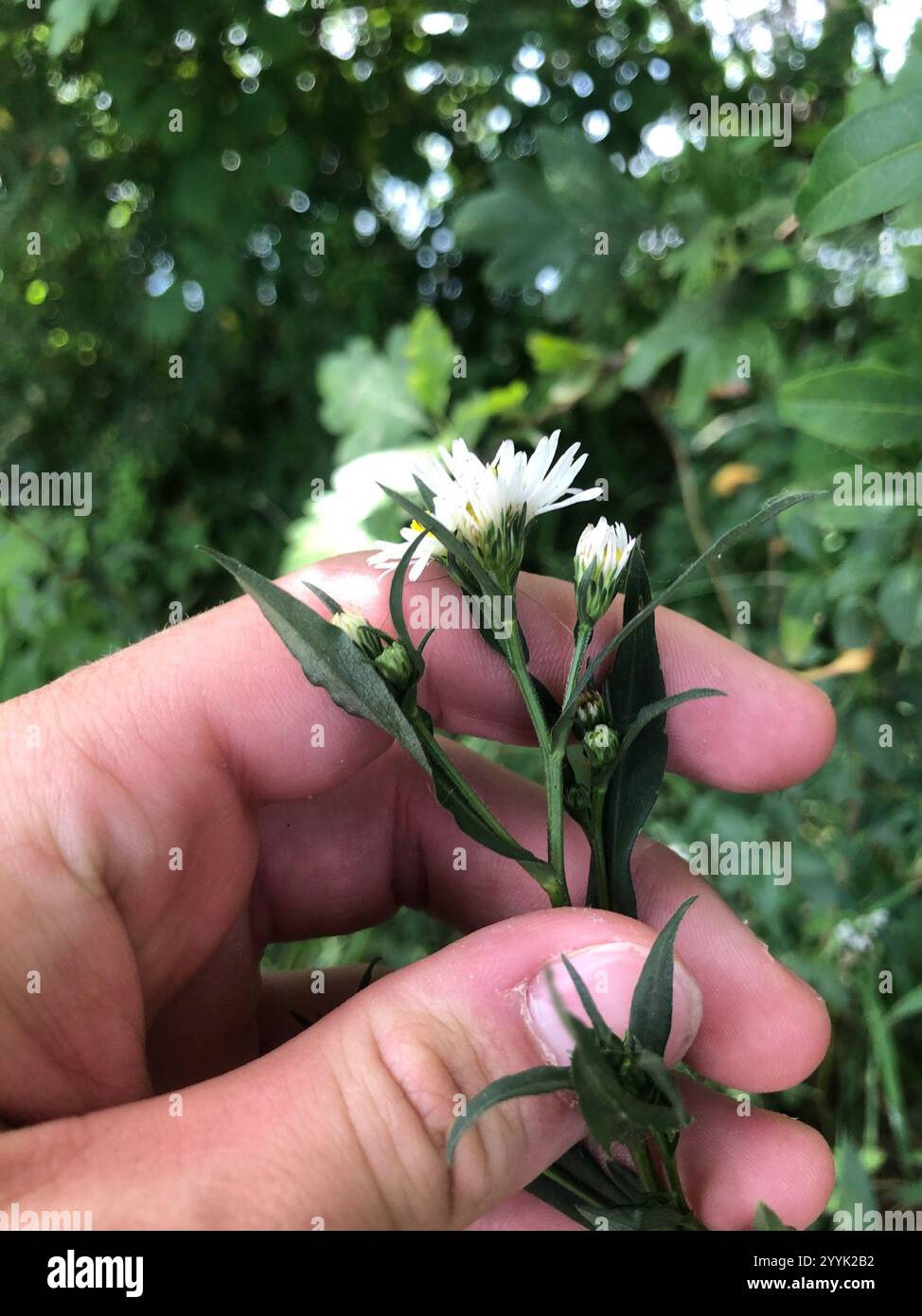 common panicled aster (Symphyotrichum lanceolatum lanceolatum Stock ...