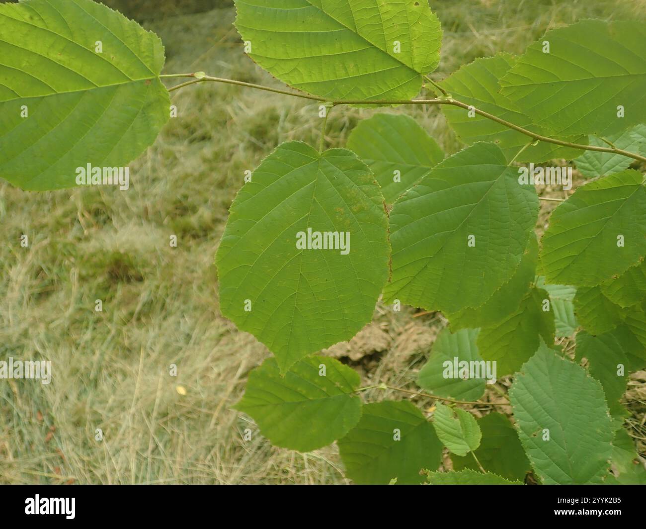 American hazelnut (Corylus americana Stock Photo - Alamy