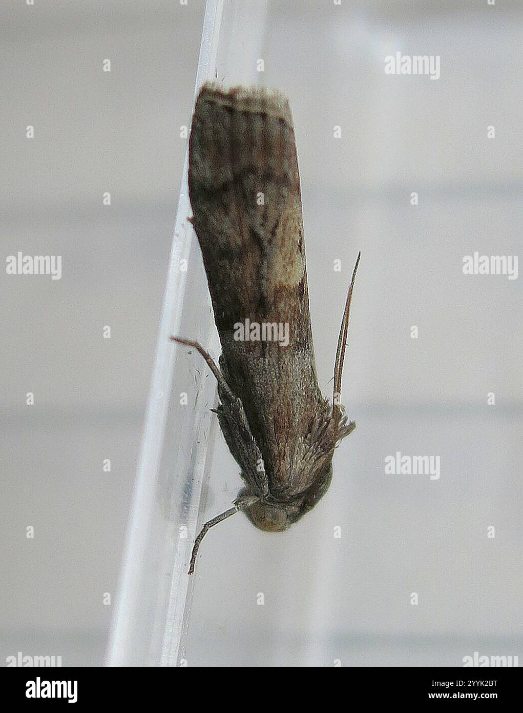 Dotted Oak Knot-horn (Phycita roborella Stock Photo - Alamy