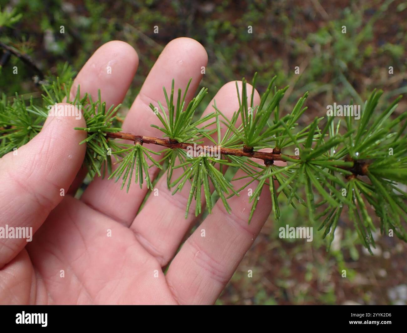 western larch (Larix occidentalis Stock Photo - Alamy