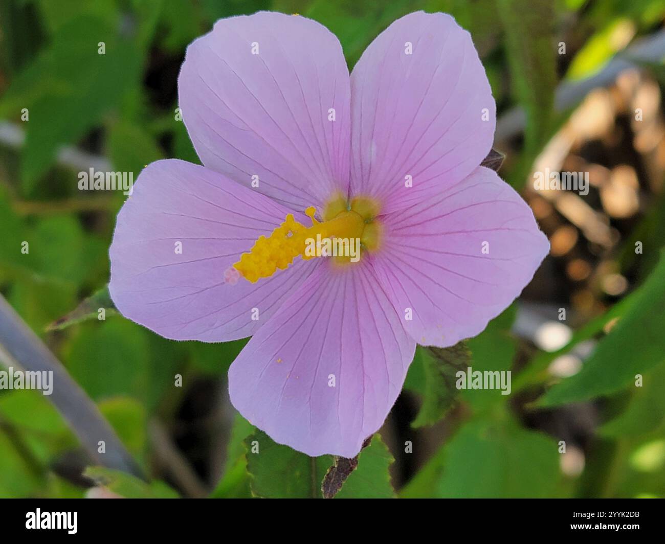 Saltmarsh mallow (Kosteletzkya pentacarpos Stock Photo - Alamy