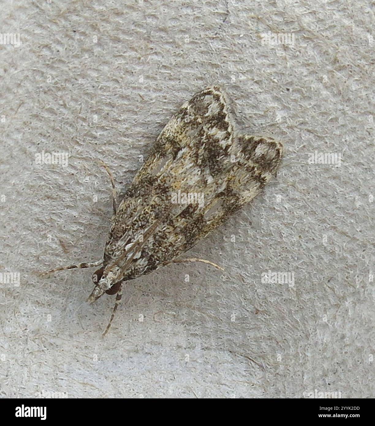 Small Grey (Eudonia mercurella Stock Photo - Alamy