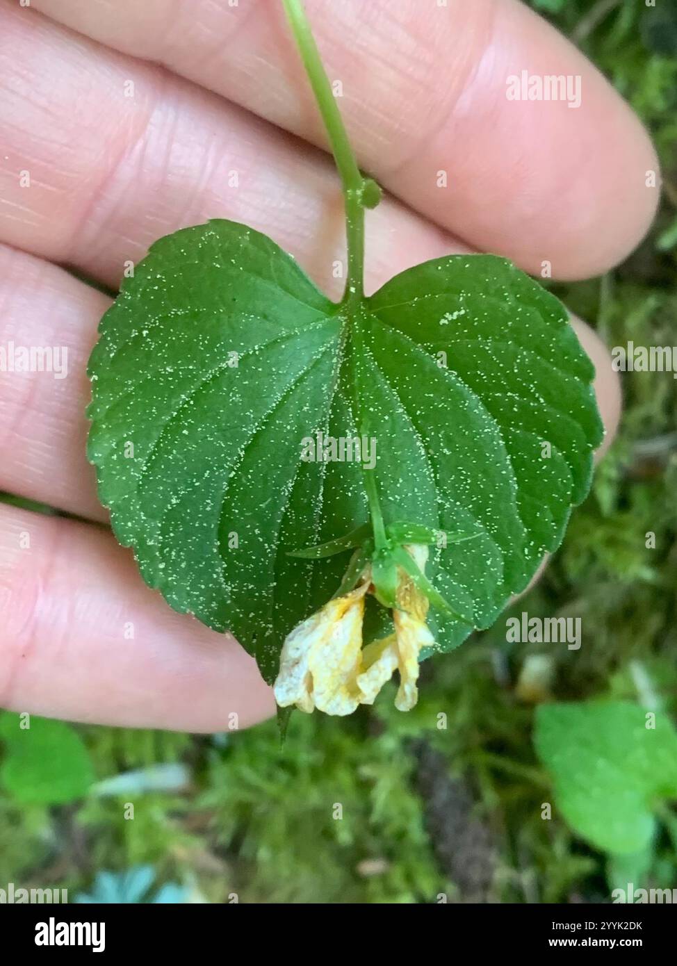 stream violet (Viola glabella Stock Photo - Alamy