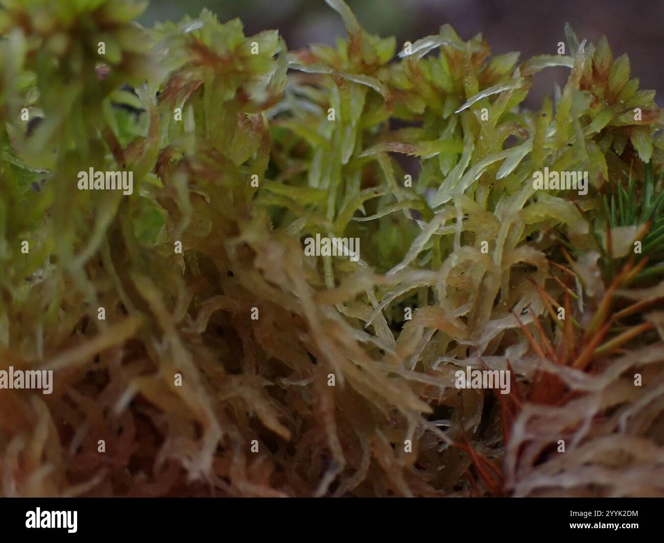 Sphagnum mosses (Sphagnum Stock Photo - Alamy