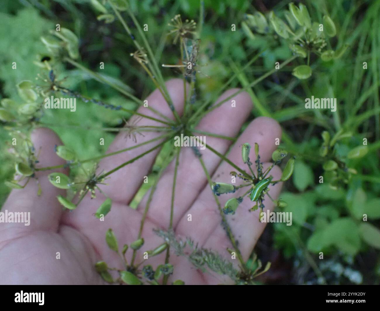 Carrotleaf Biscuitroot (Lomatium multifidum Stock Photo - Alamy