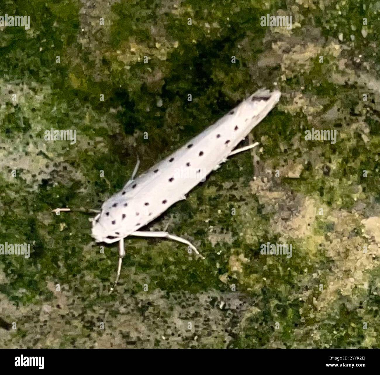 Small Ermine Moths (Yponomeuta Stock Photo - Alamy