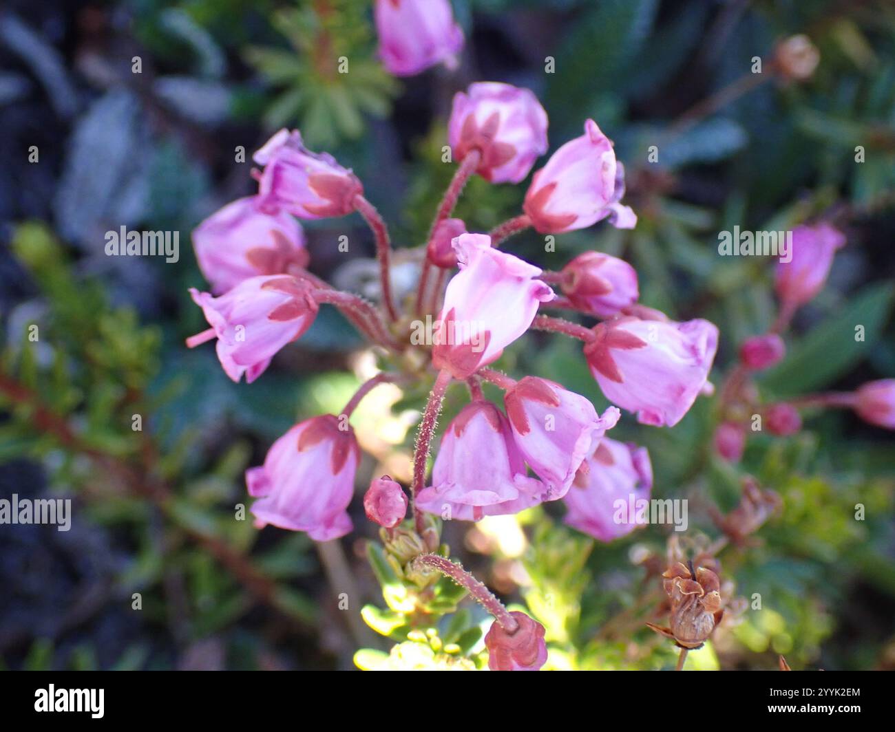 pink mountainheath (Phyllodoce empetriformis Stock Photo - Alamy