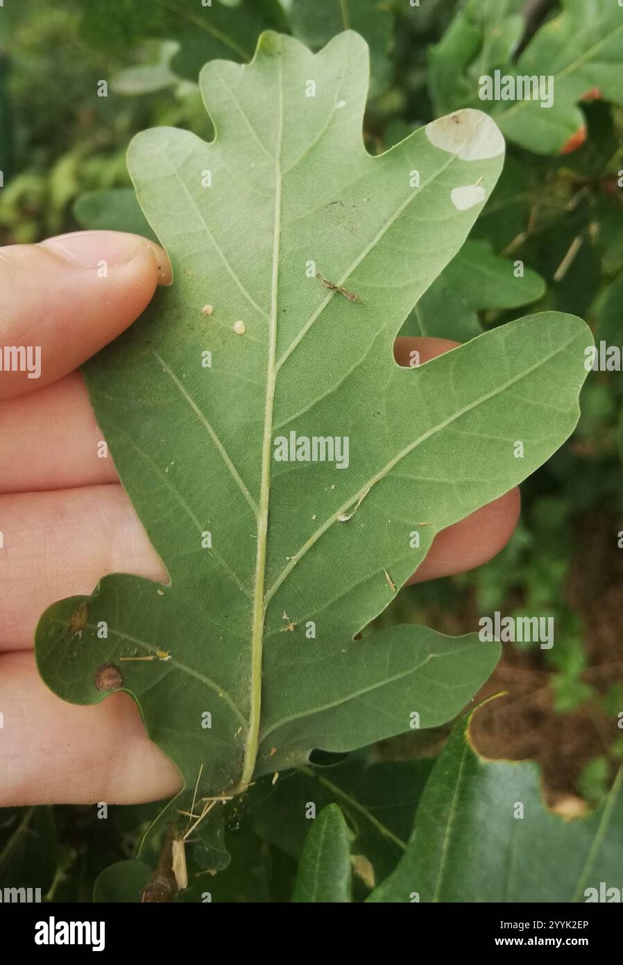 English oak (Quercus robur Stock Photo - Alamy