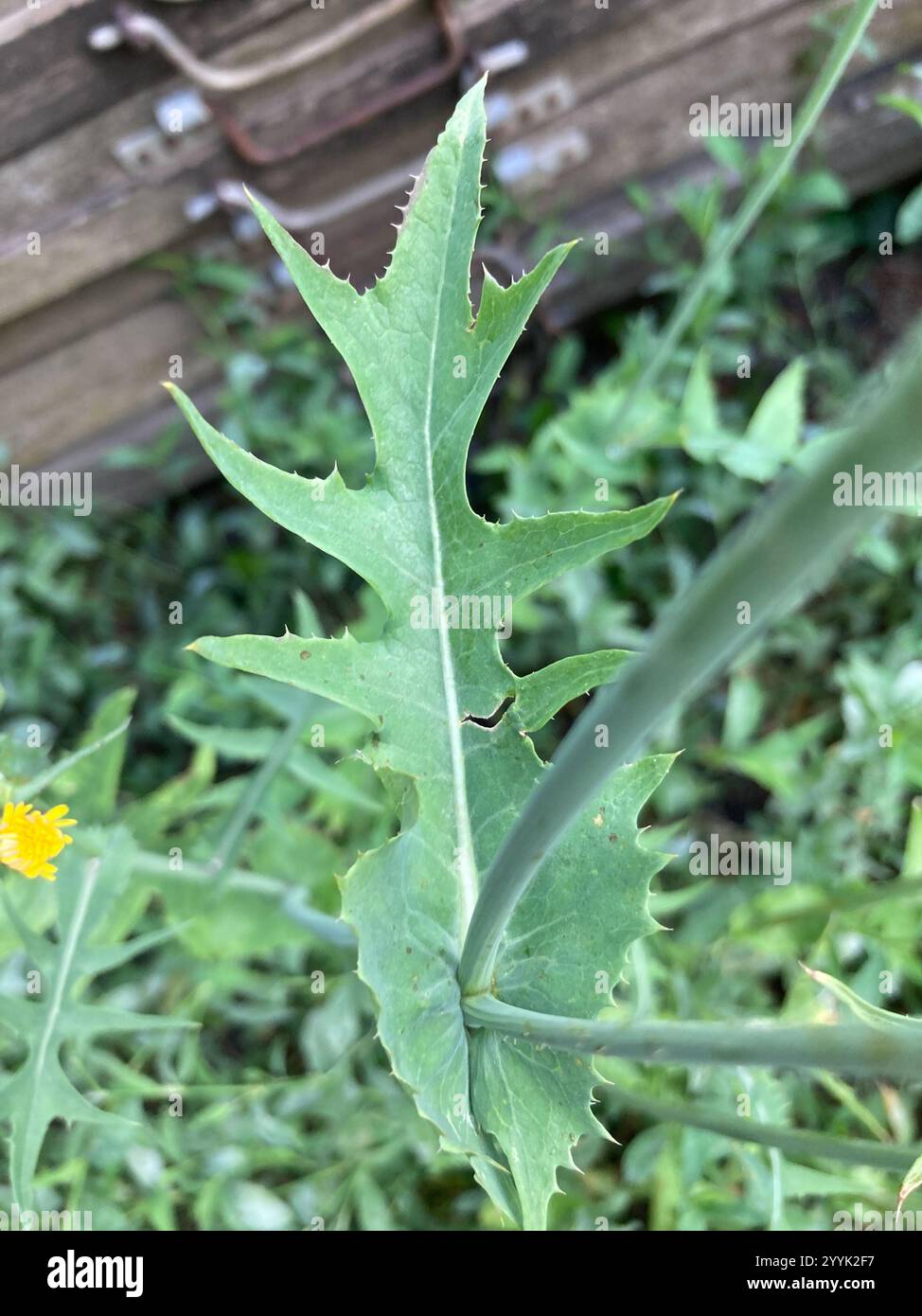 Lettuce, Chicory, Dandelion and Salsify Tribe (Cichorieae Stock Photo - Alamy