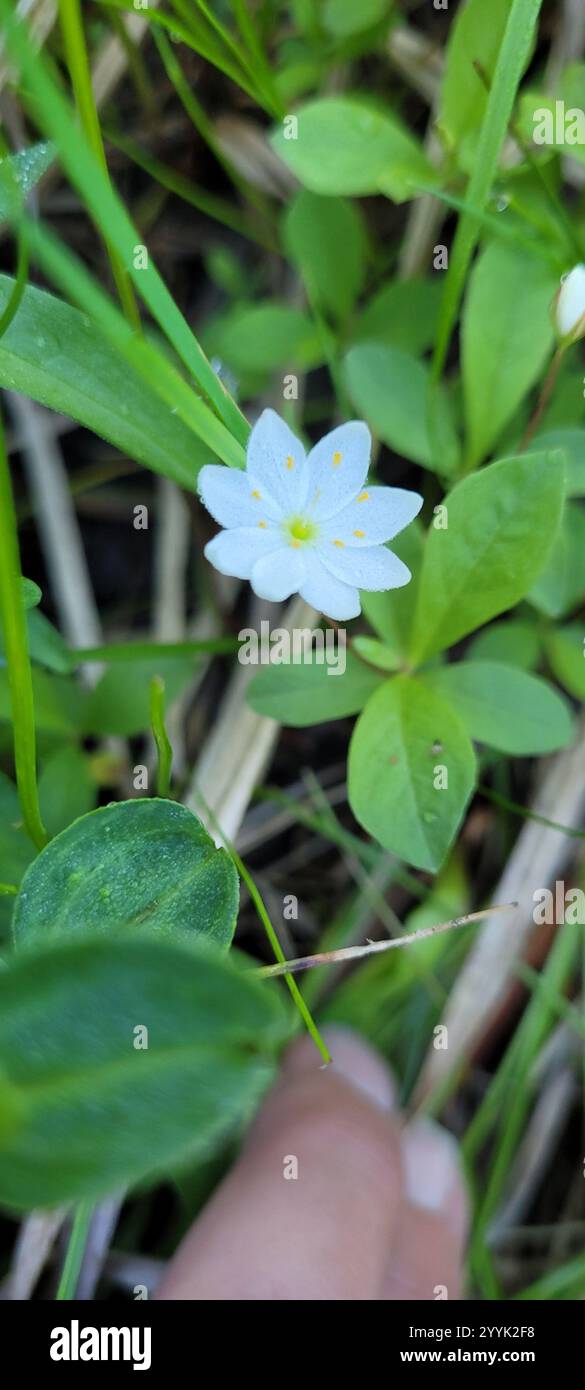 Arctic Starflower (Lysimachia europaea Stock Photo - Alamy