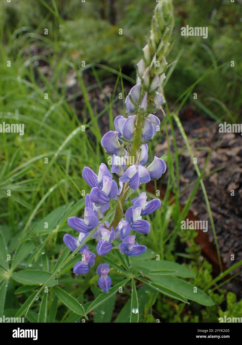 Silky Lupine (Lupinus sericeus Stock Photo - Alamy