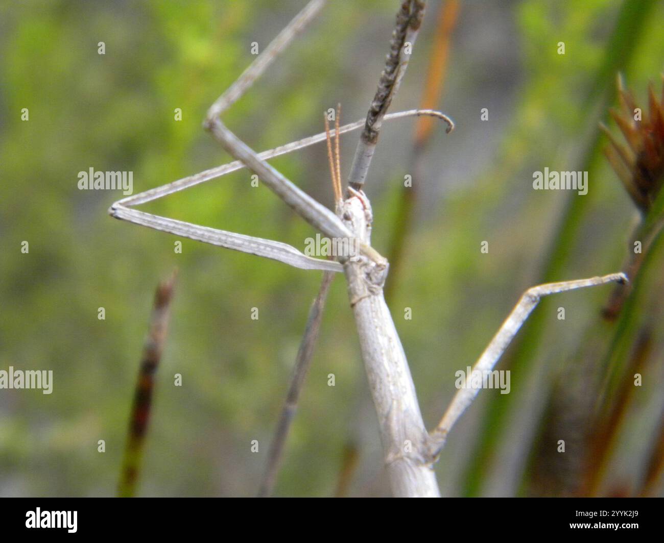 Cape Stick Insect (Phalces brevis Stock Photo - Alamy