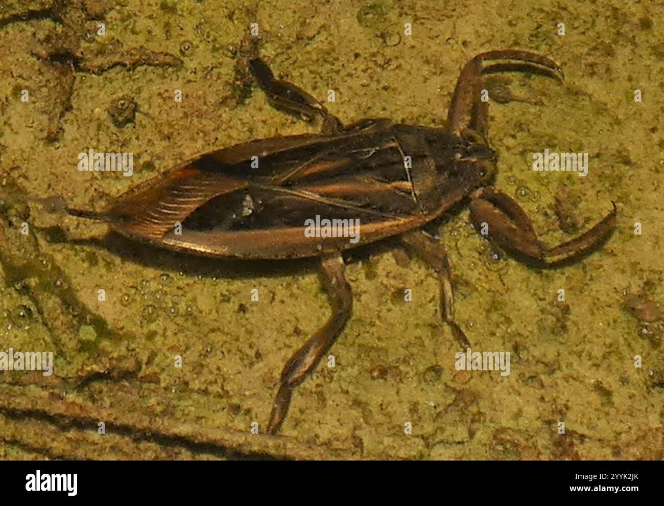 Uhler's Giant Water Bug (Lethocerus uhleri Stock Photo - Alamy